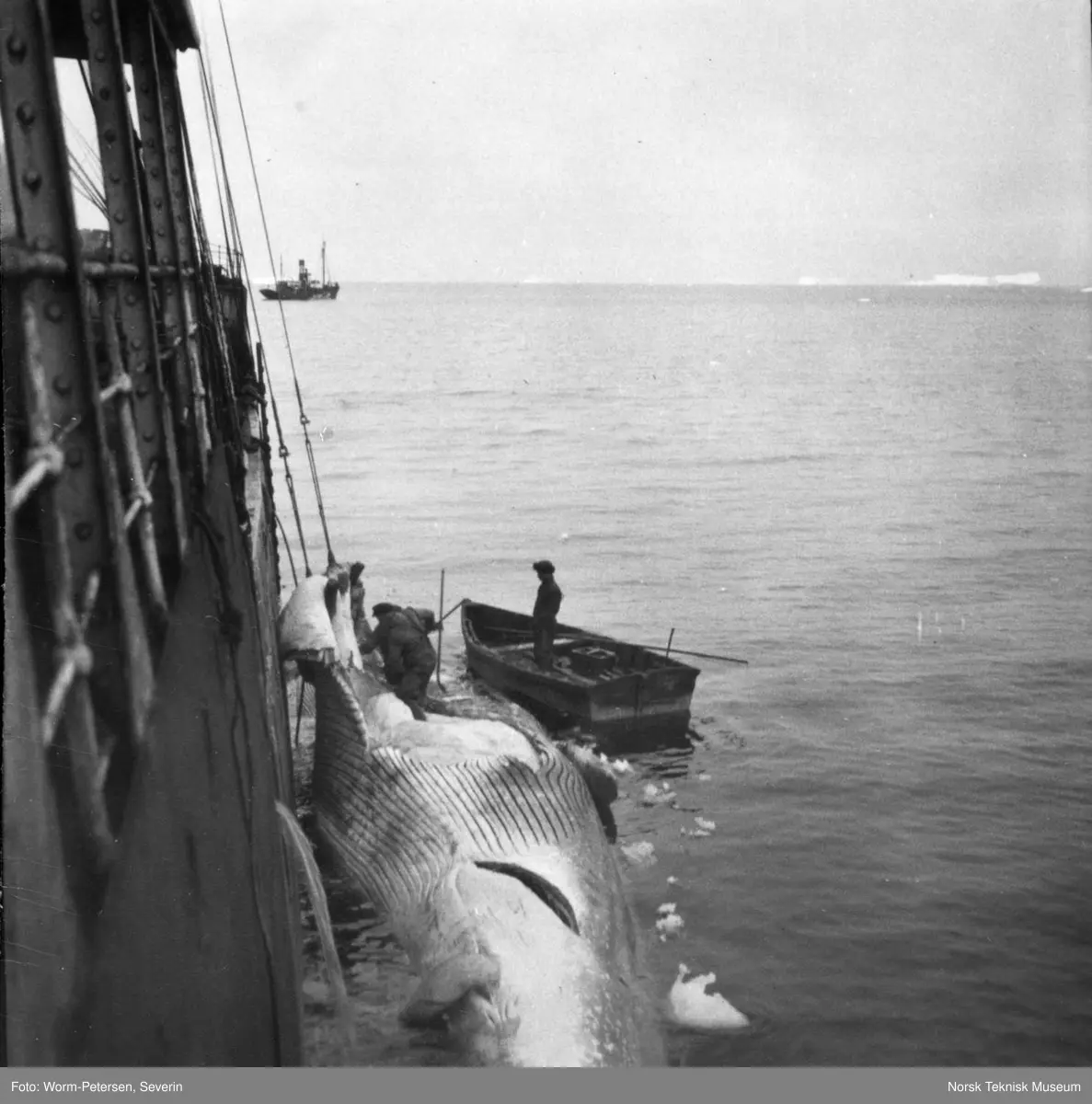Skutt hval ved hvalskute - Norsk Teknisk Museum / DigitaltMuseum