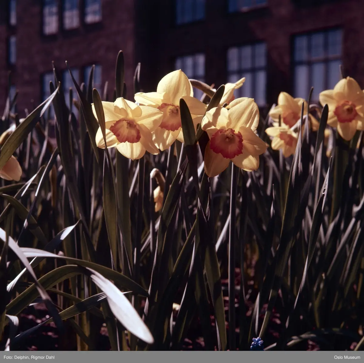 Botanisk hage. - Oslo Museum / DigitaltMuseum