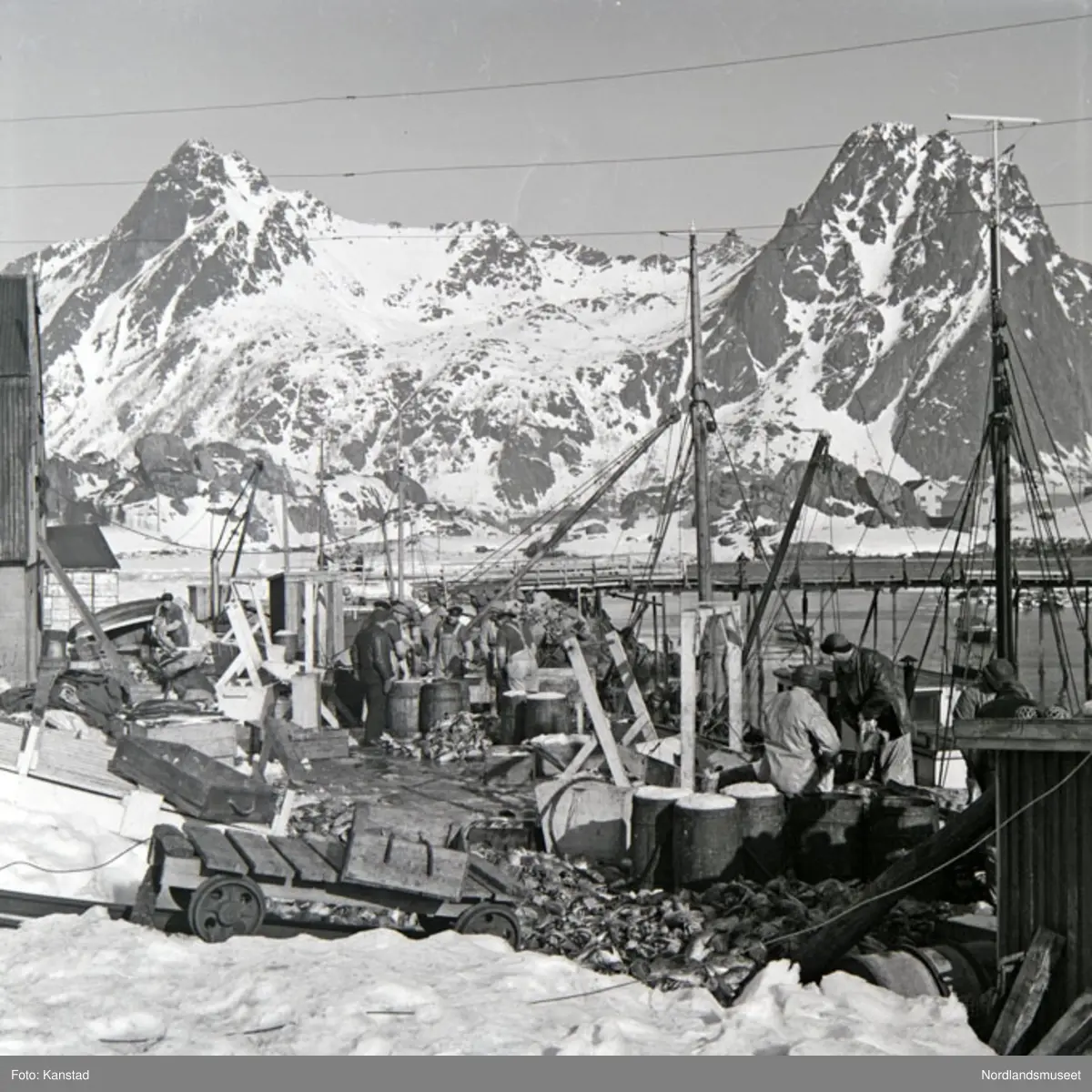 Fiskemottak; tønner med lever og rogn, fisk, arbeidere ...