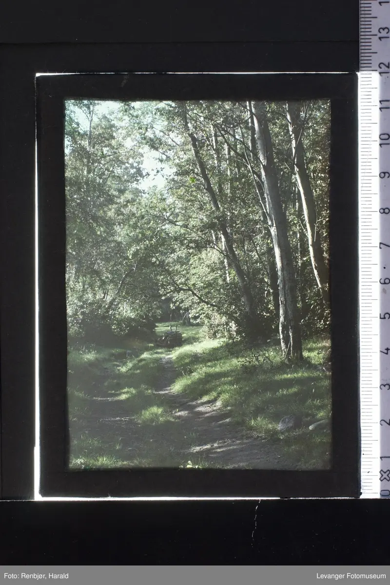 Naturstemning nær byen - Levanger Fotomuseum / DigitaltMuseum