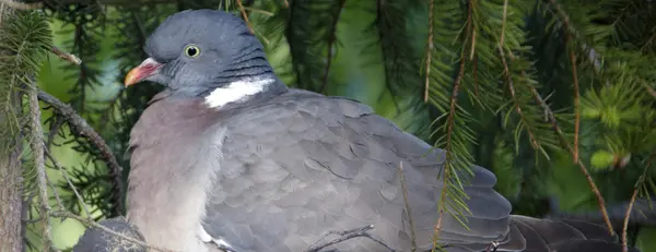 Ringdue - KulturPunkt