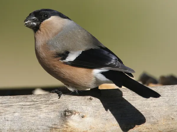 Dompap - KulturPunkt