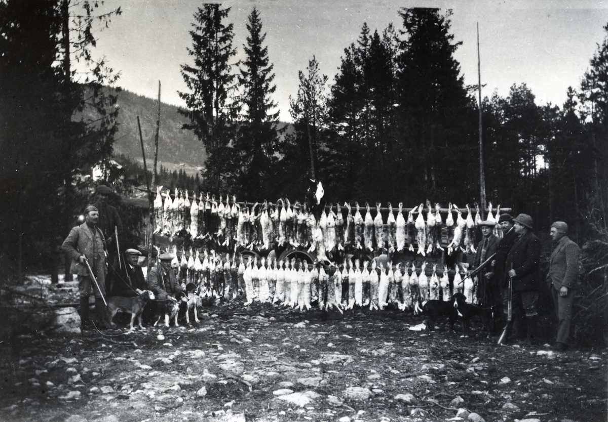Jegere og hunder avbildet sammen med jaktutbytte - ca 100 harer. Fra ...