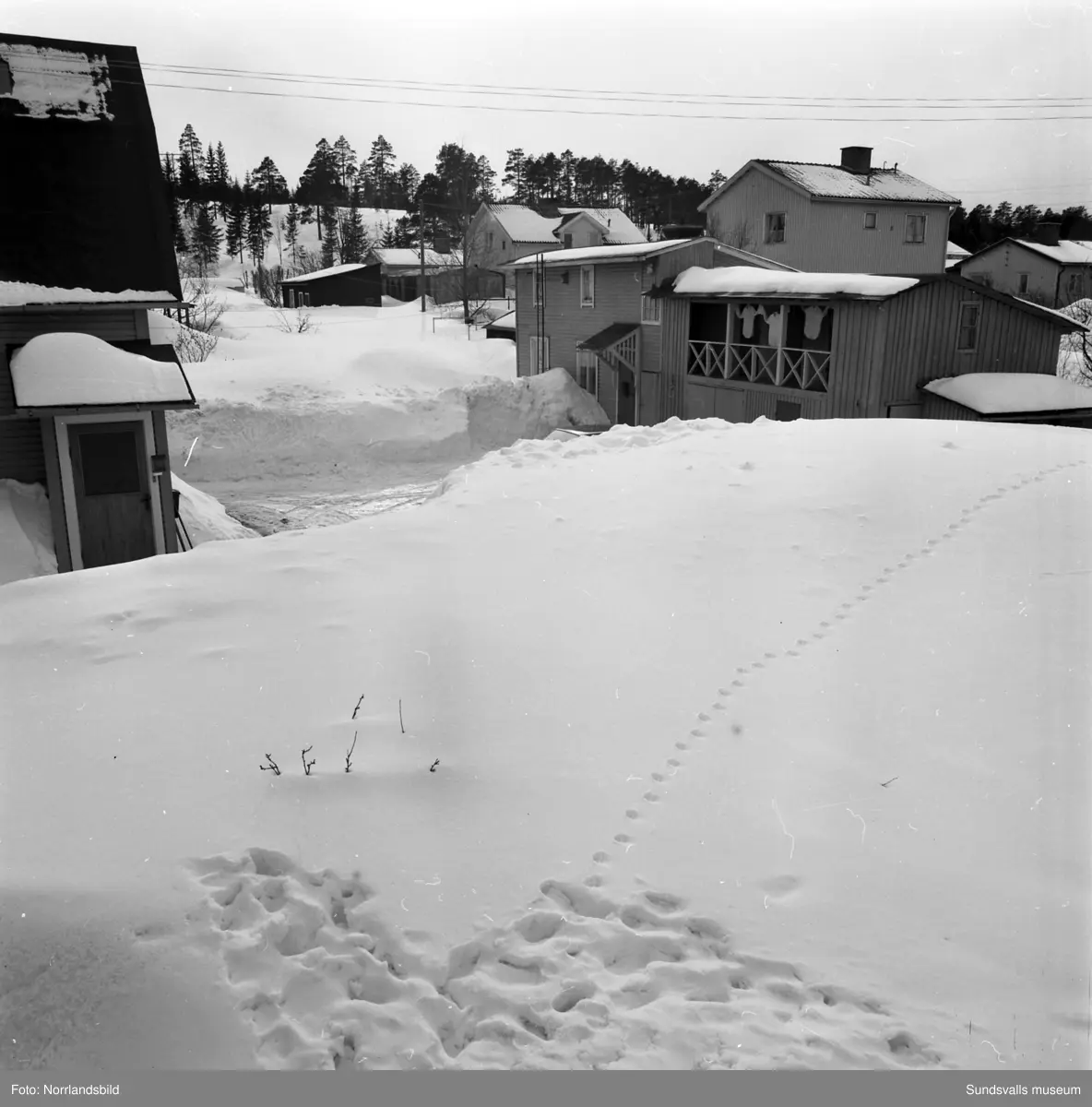 Vinterbilder från Gränsgatan på Södermalm. Villor, snöhögar, hundar ...