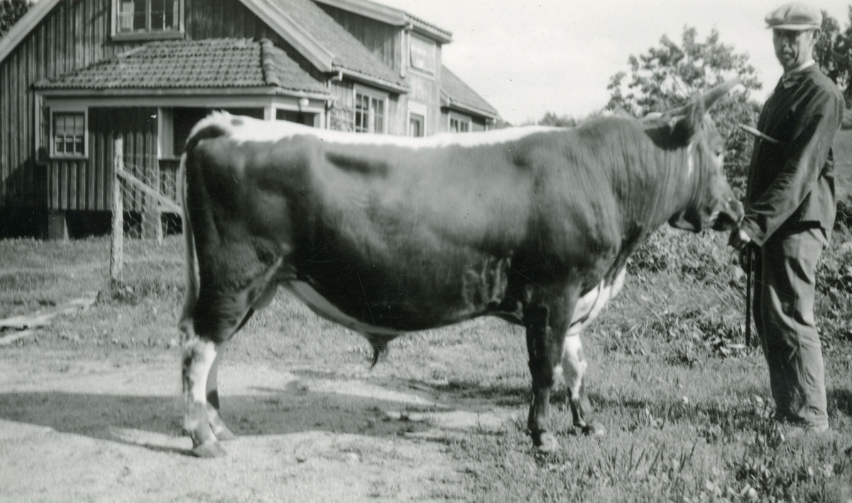 Kittil Oredalen med okse. Tatt på Flita - Bø Museum / DigitaltMuseum