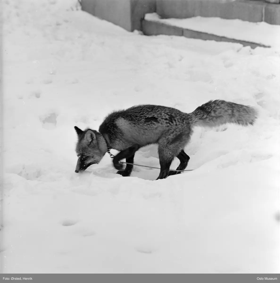 Rev i Frognerparken. - Oslo Museum / DigitaltMuseum