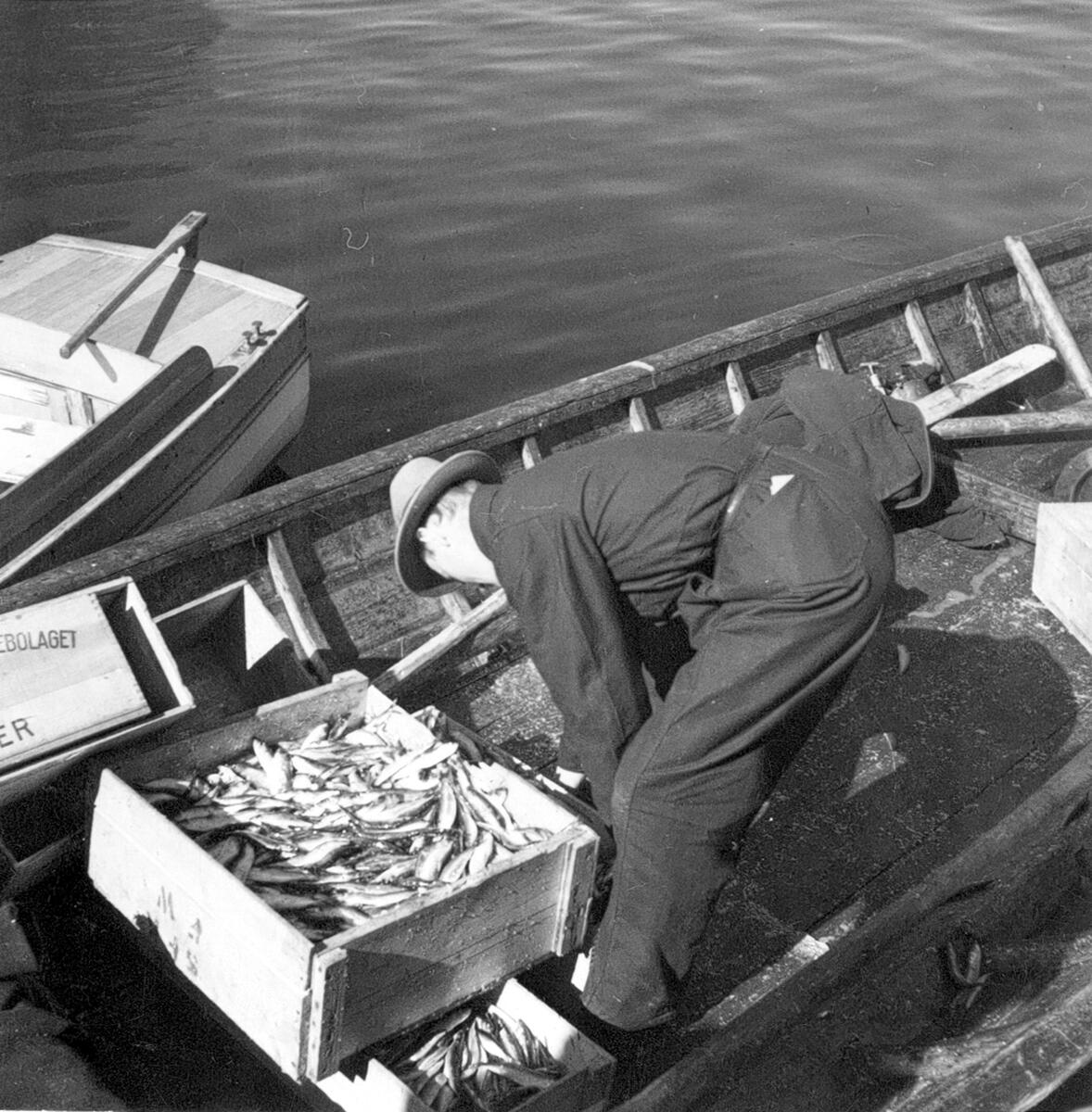 Fiskebåt - Västernorrlands museum / DigitaltMuseum