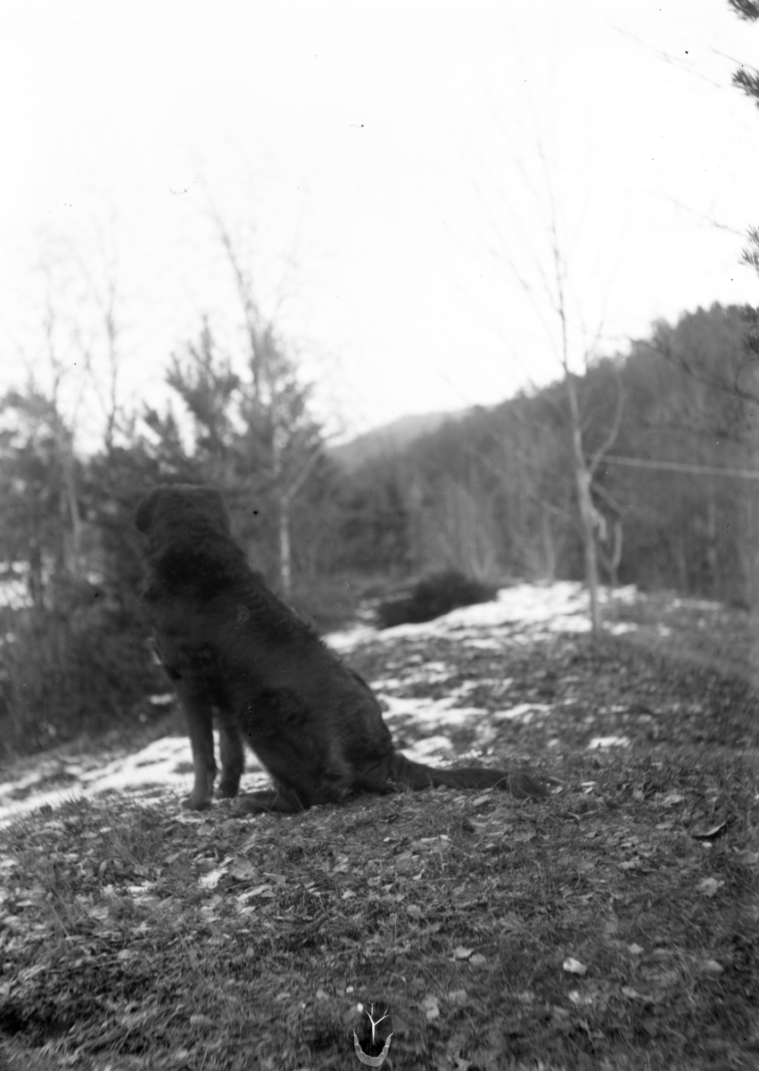 Bamse og skog - Telemark Museum / DigitaltMuseum