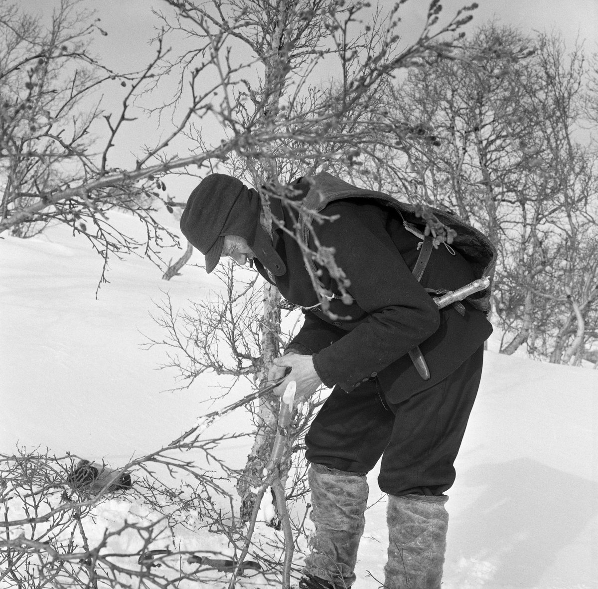 Snarefangst etter rype, Lesja i mars 1968. Edvard Dorseth, Lesjaverk ...