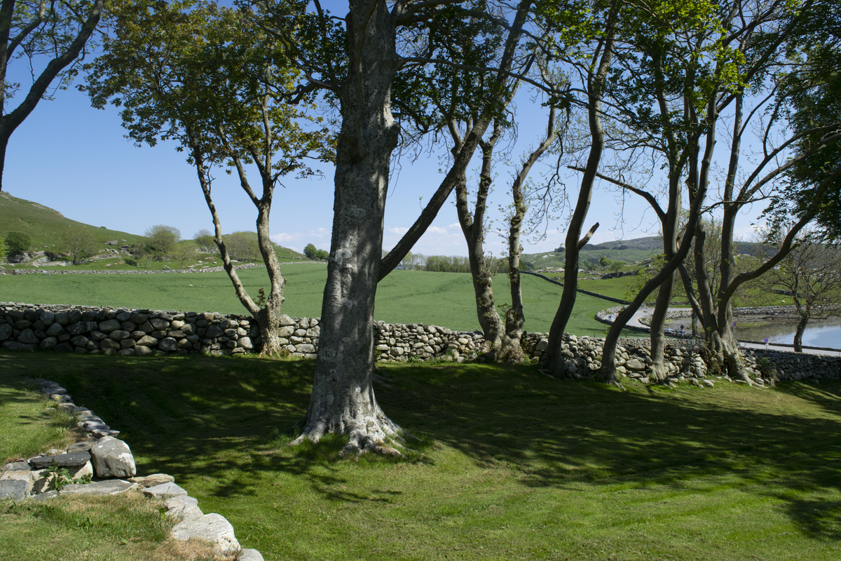 Trær rundt Utstein Kloster. - Arkeologisk museum, Universitetet i ...