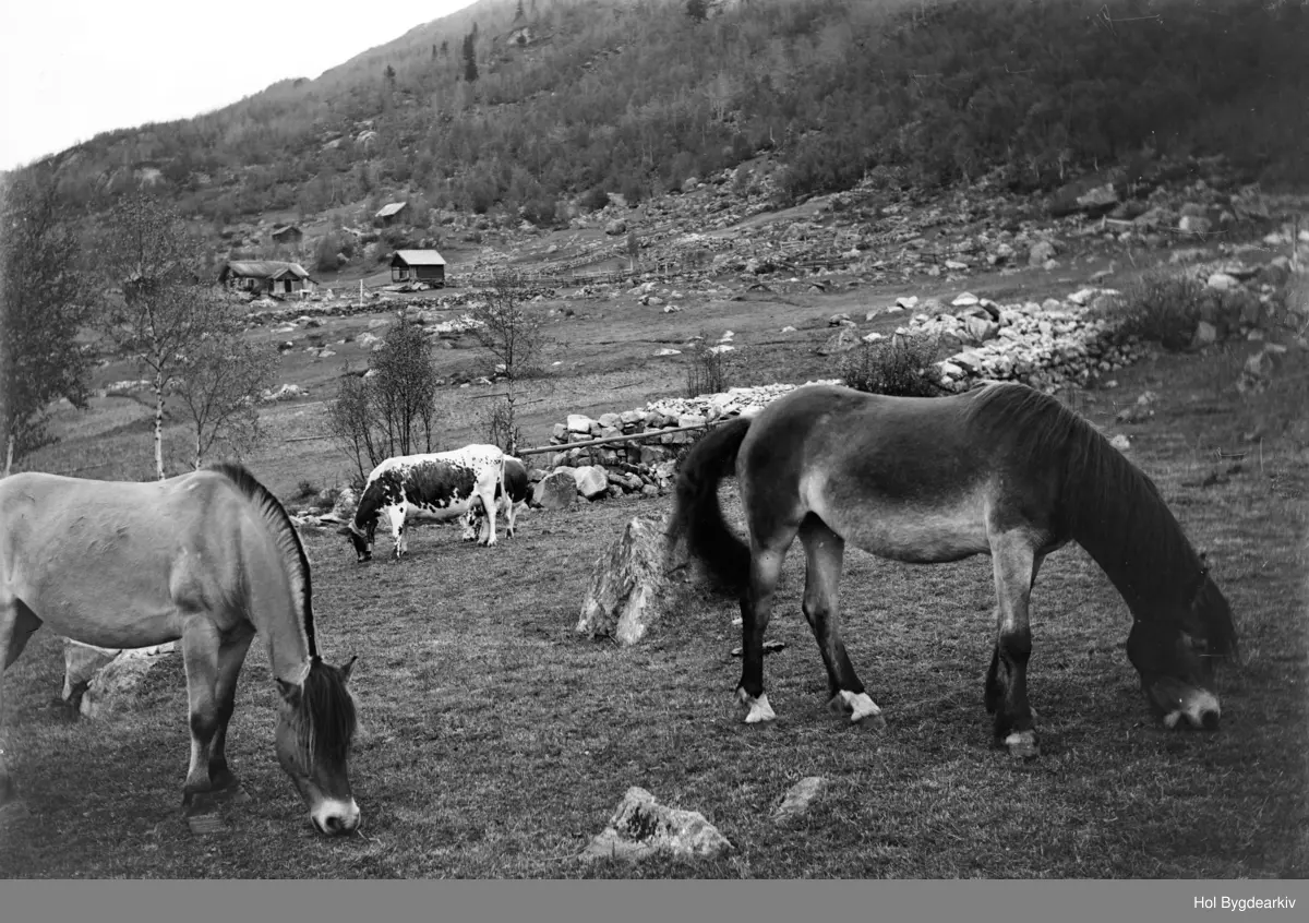 Hestar, kyr, husdyr, beitemark, buskap, - Hol Bygdearkiv / DigitaltMuseum