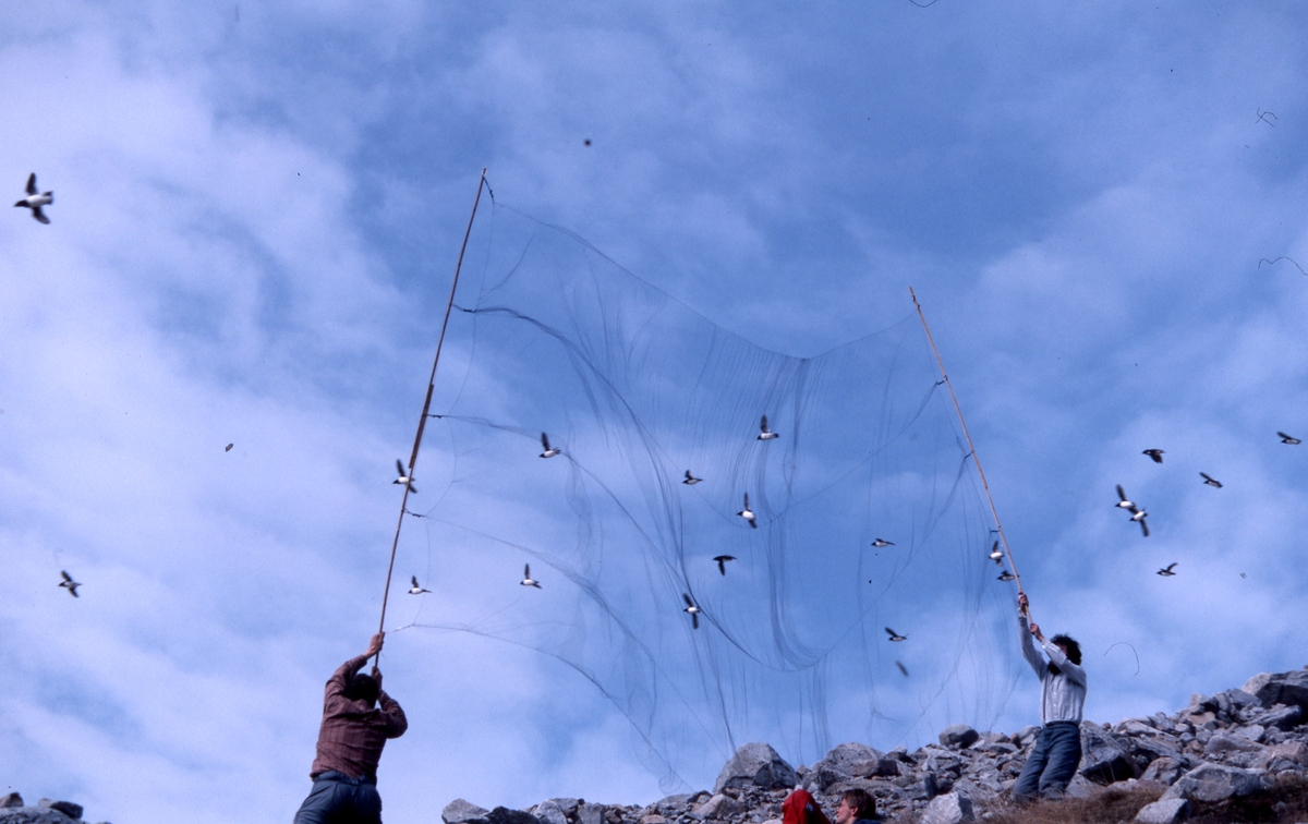 Biologer fanger alkekonger i luften med mistnett - Svalbard museum ...