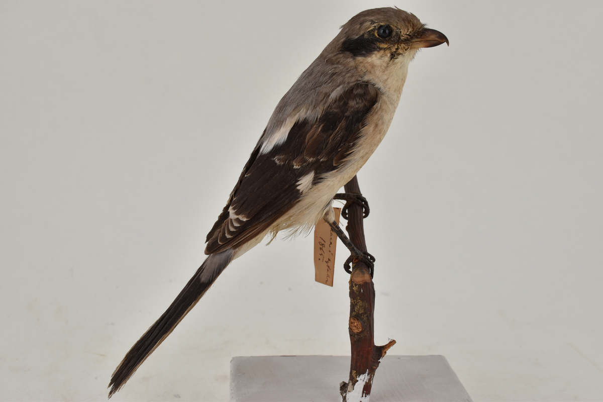 Fågel - Västergötlands museum / DigitaltMuseum