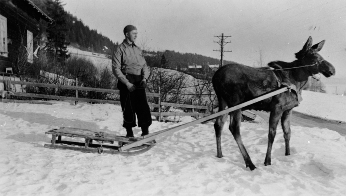 Tam elg med slede. Magne Løvstuen med tømmene. I midten er ...
