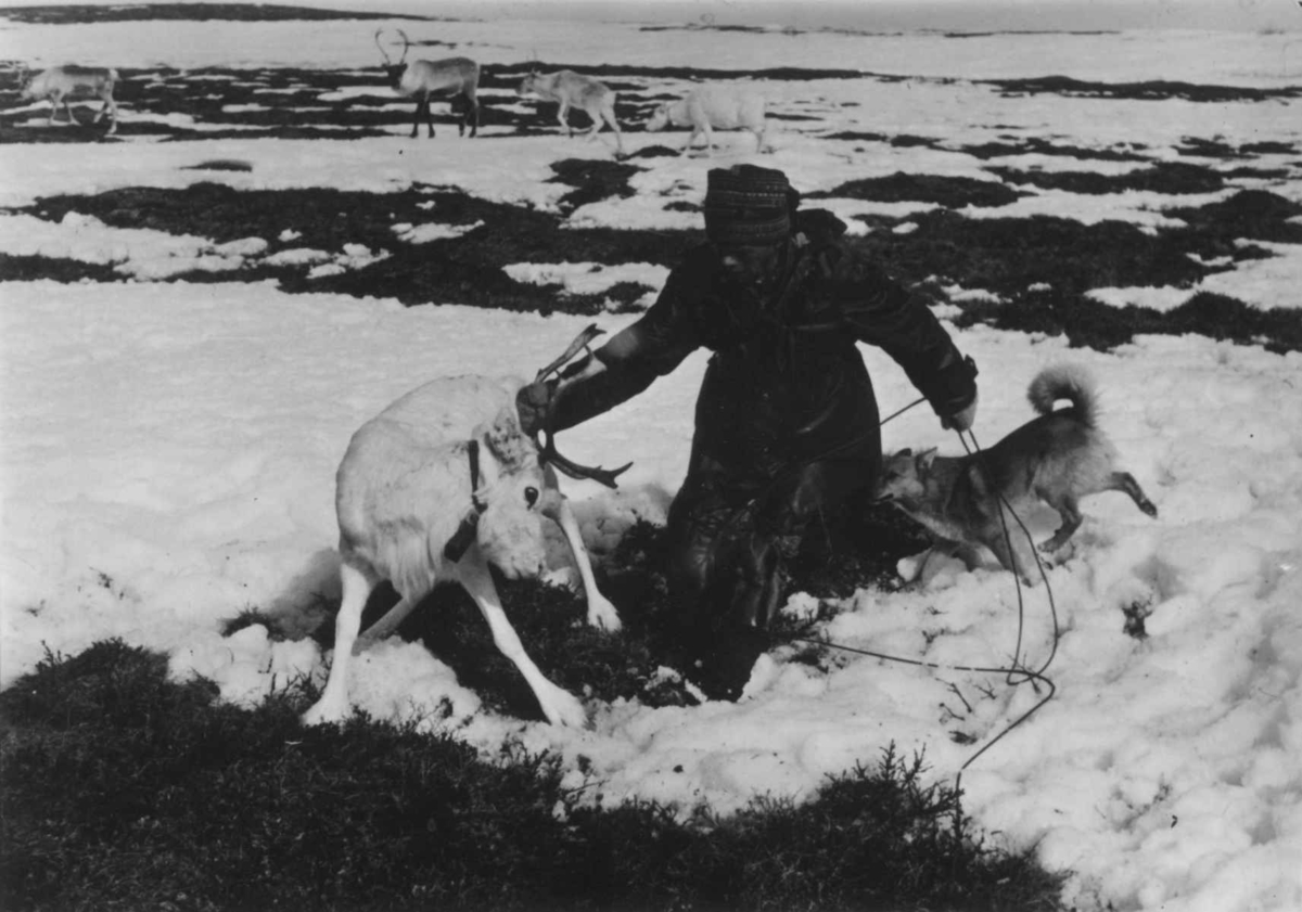 Same med hund fanger reinsdyr med med lasso. Kautokeino. - Norsk ...
