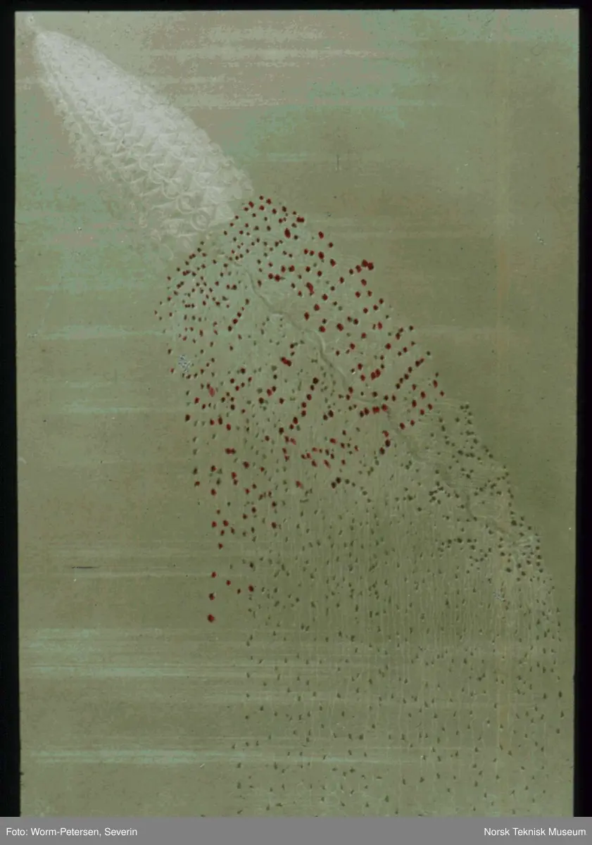 Coelenterata, Anatomi, Fysiologi og Udviklingshistorie - Norsk Teknisk ...