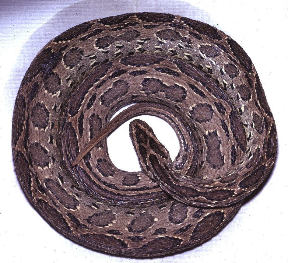 Daboia siamensis - Göteborgs Naturhistoriska Museum / DigitaltMuseum