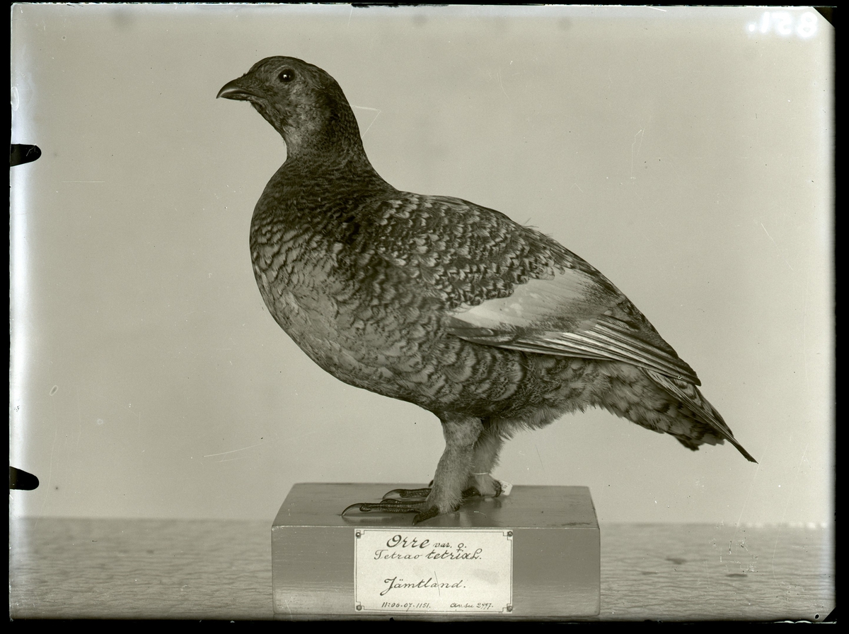 Tetrao tetrix, (Linnaeus, 1758), , , , (Lyrurus tetrix (Linnaeus ...