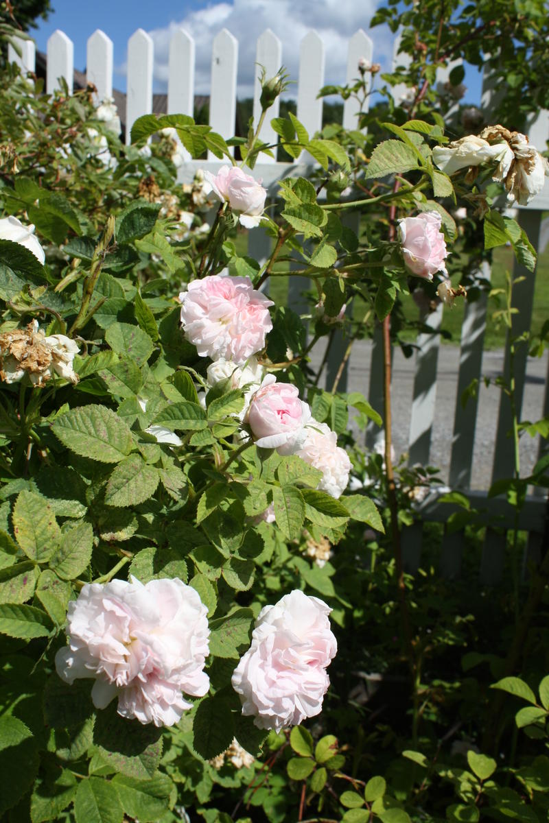 Historiske roser - Kvinnemuseet