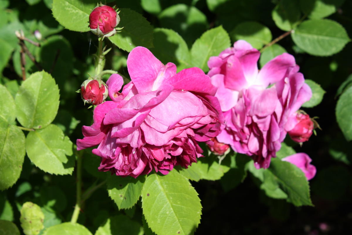 Historiske roser - Kvinnemuseet