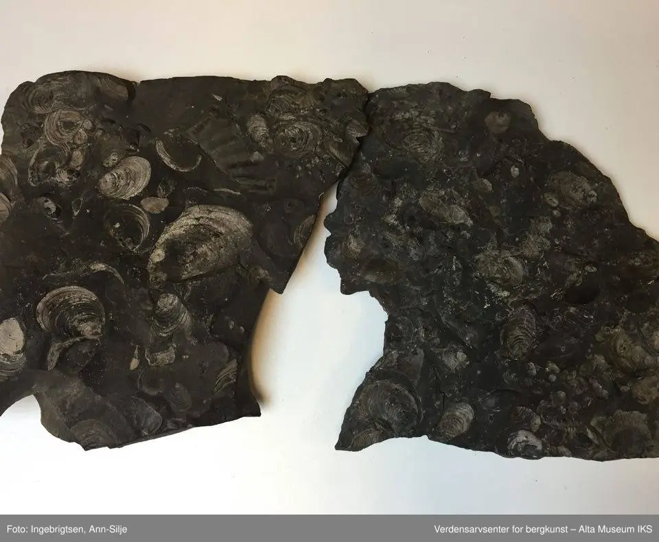 Fossiler fra Svalbard - Verdensarvsenter for bergkunst – Alta Museum ...