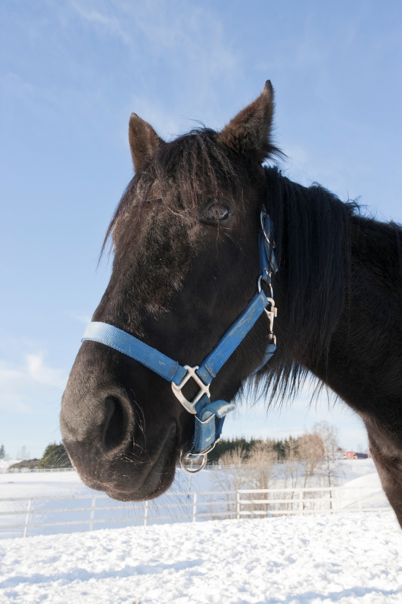 Hestehode - Museene i Akershus / DigitaltMuseum