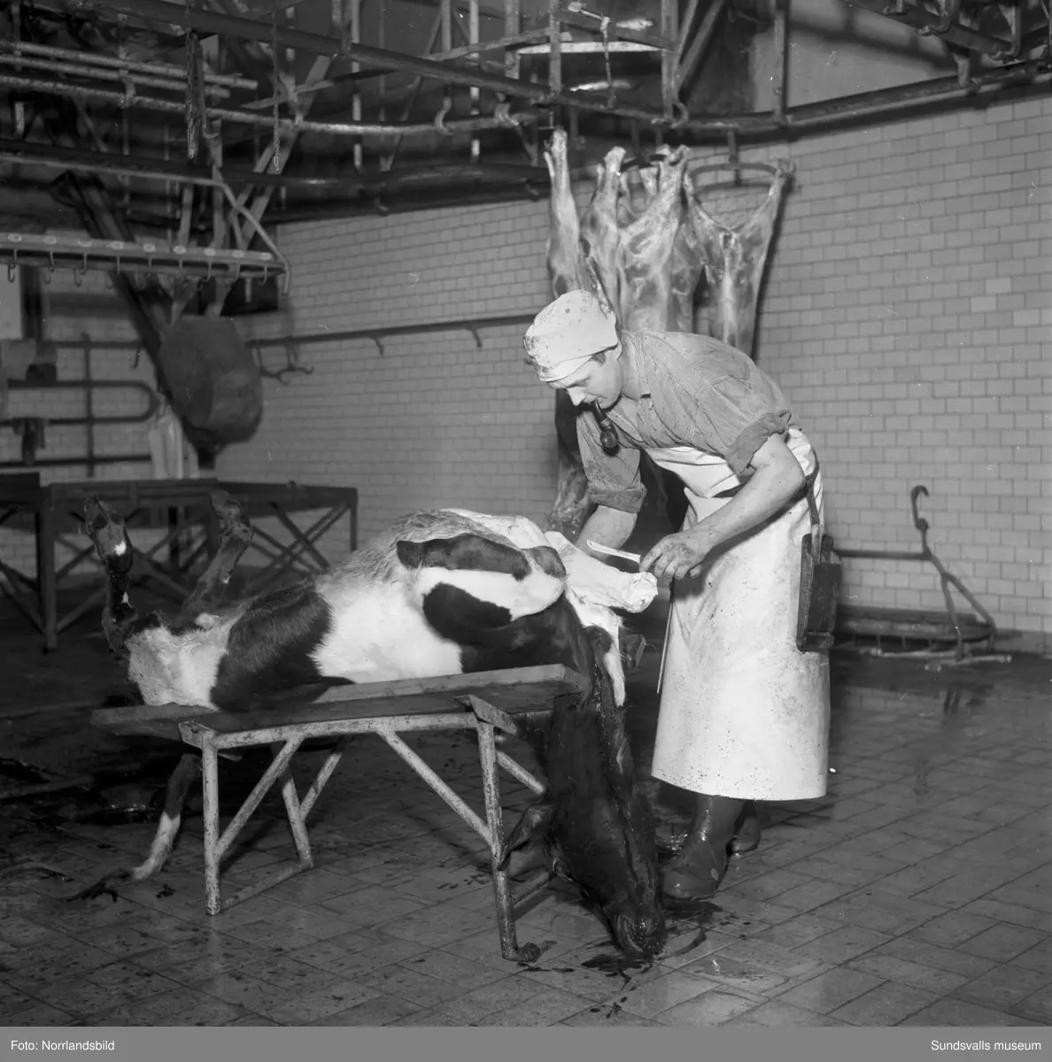 Bilder från verksamheten på Slakteriföreningens anläggning i Nacksta ...