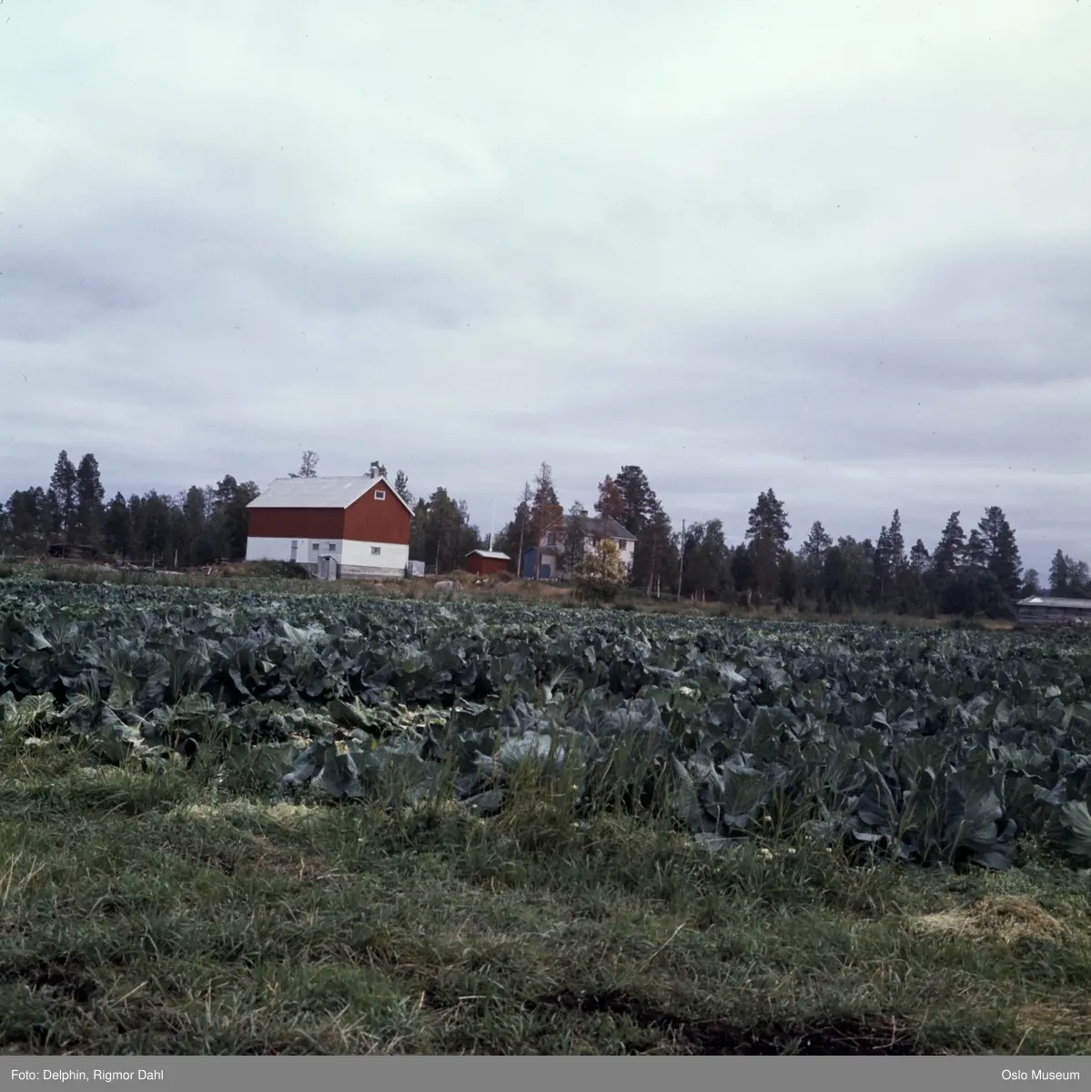Hos Walter Johansen på Grorud gård i Pasvikdalen. - Oslo Museum ...