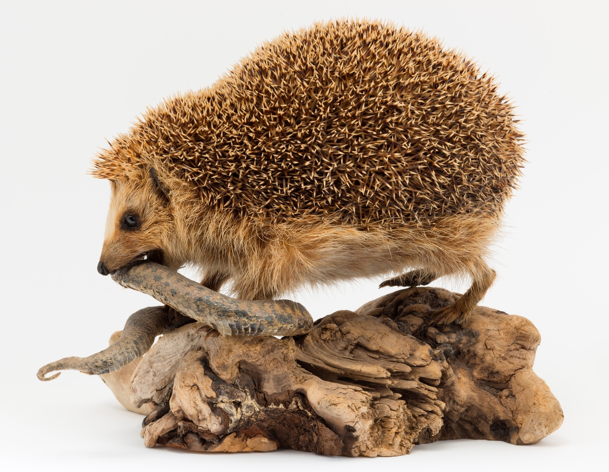 Piggsvin med huggorm i munnen - Anno Norsk skogmuseum / DigitaltMuseum