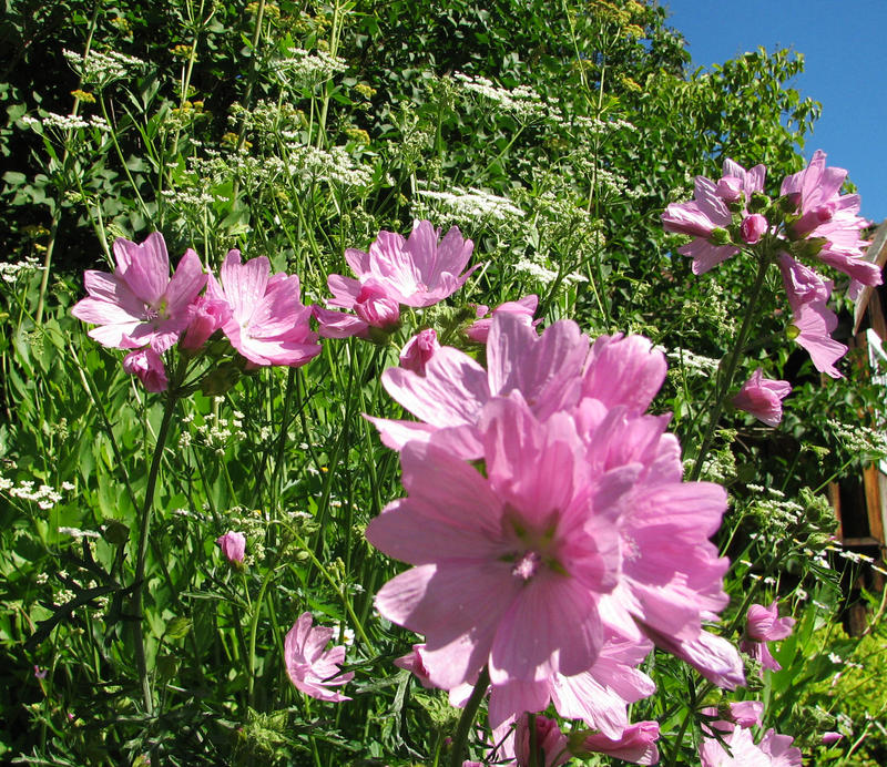 Kattost - Moskuskattost - Asker museum