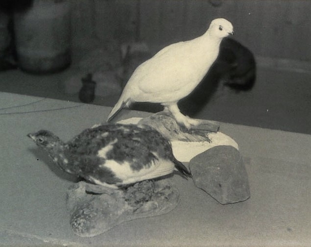 Ryper - Lierne Museer / DigitaltMuseum