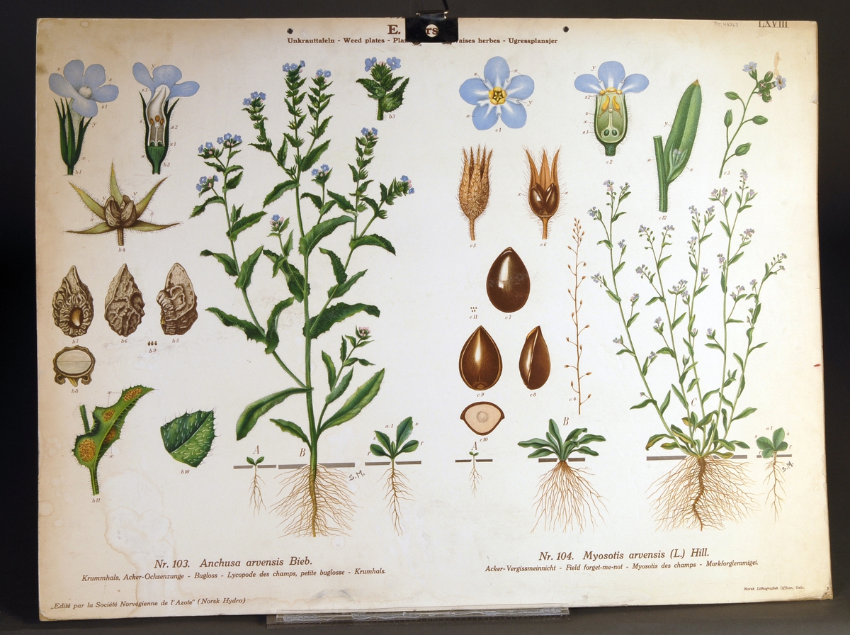 Plansje - Sverresborg Trøndelag Folkemuseum / DigitaltMuseum