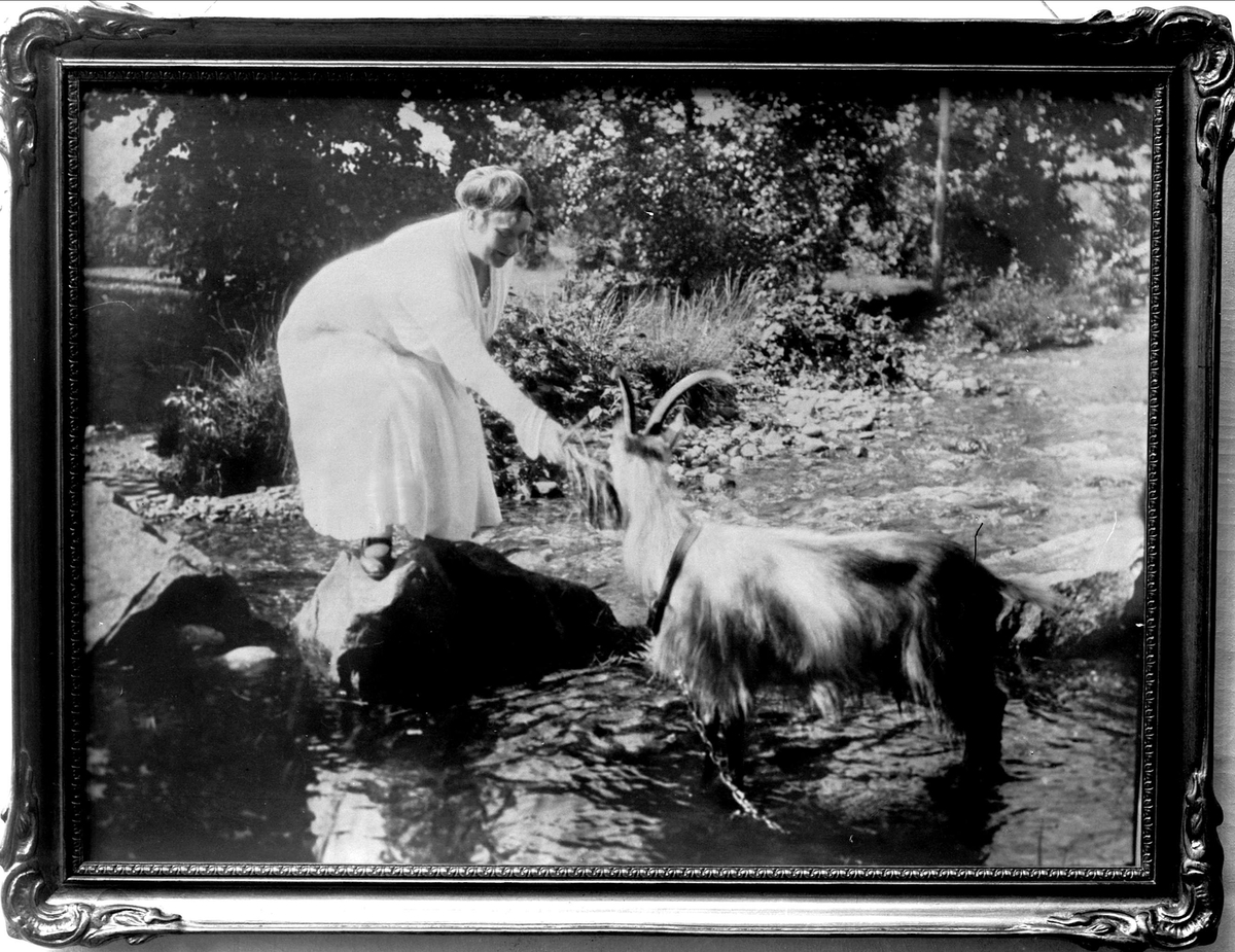 Avfotografert bilde av en kvinne som mater en tjoret geitbukk ved en ...
