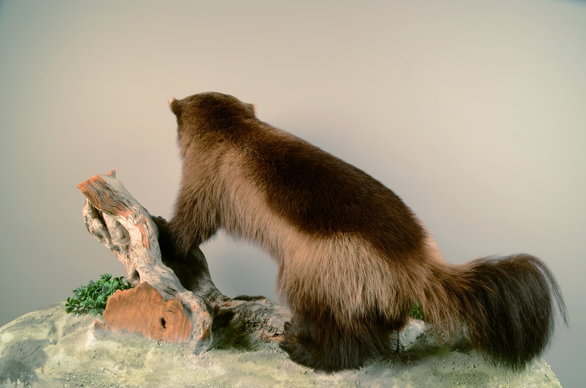 Jerv - Nordfjord Folkemuseum / DigitaltMuseum