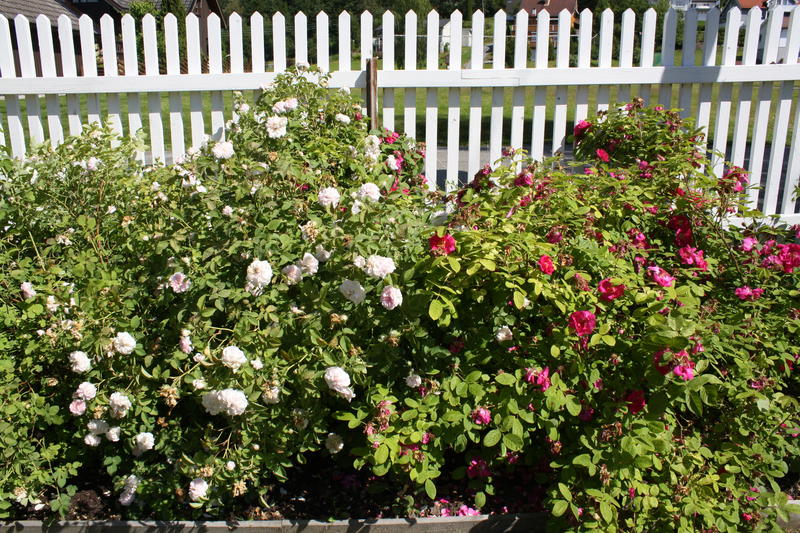 Historiske roser - Kvinnemuseet