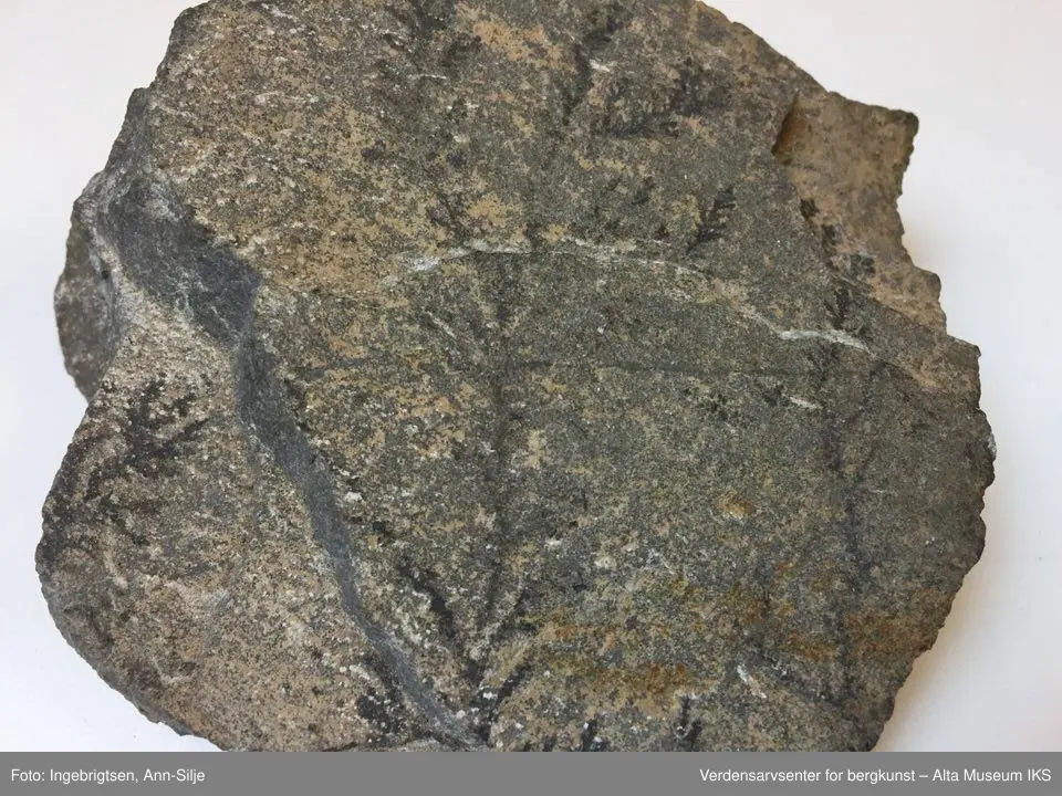 Fossiler fra Svalbard - Verdensarvsenter for bergkunst – Alta Museum ...