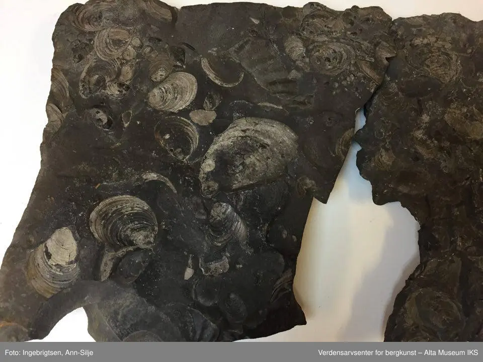Fossiler fra Svalbard - Verdensarvsenter for bergkunst – Alta Museum ...
