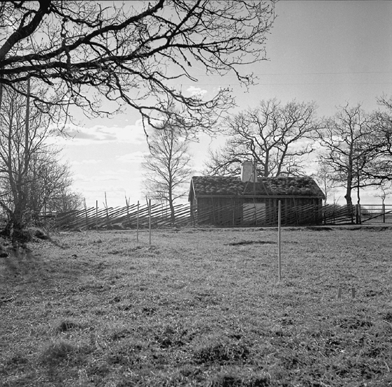 Ett litet torp på landet. I förgrunden syns en del stakar för stakning ...