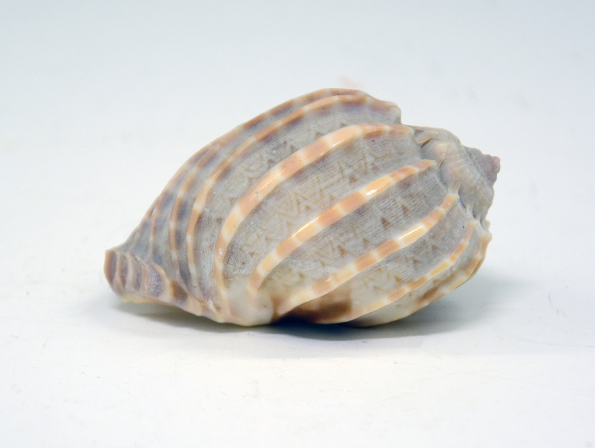 Skjell/musling - Telemark Museum / DigitaltMuseum