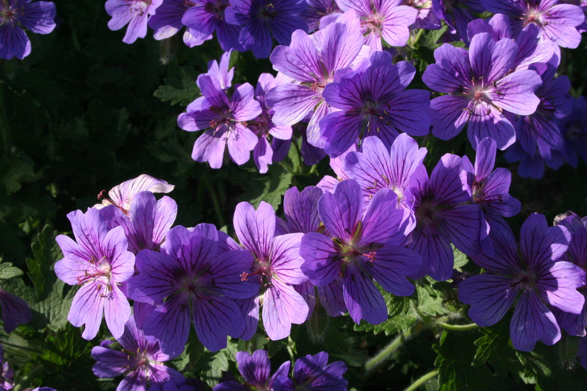 Geranium ibericum - Gamle Hvam museum