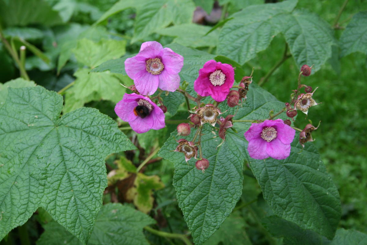 Rubus odoratus - Gamle Hvam museum