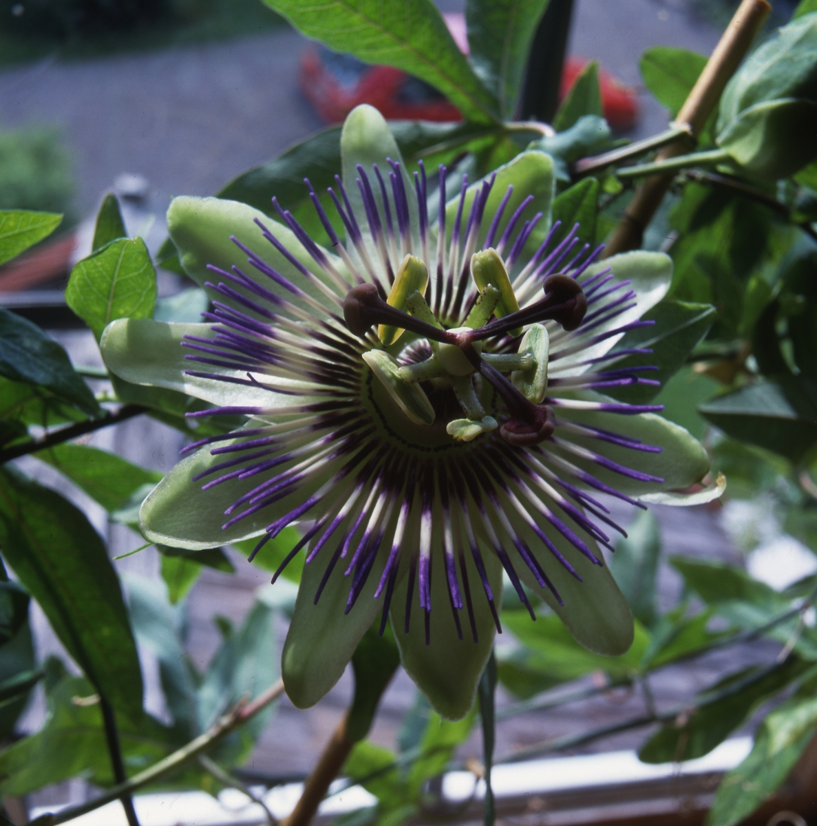 Närbild av passionsblomma, "Kristi-kors-blomma" augusti 1991 ...