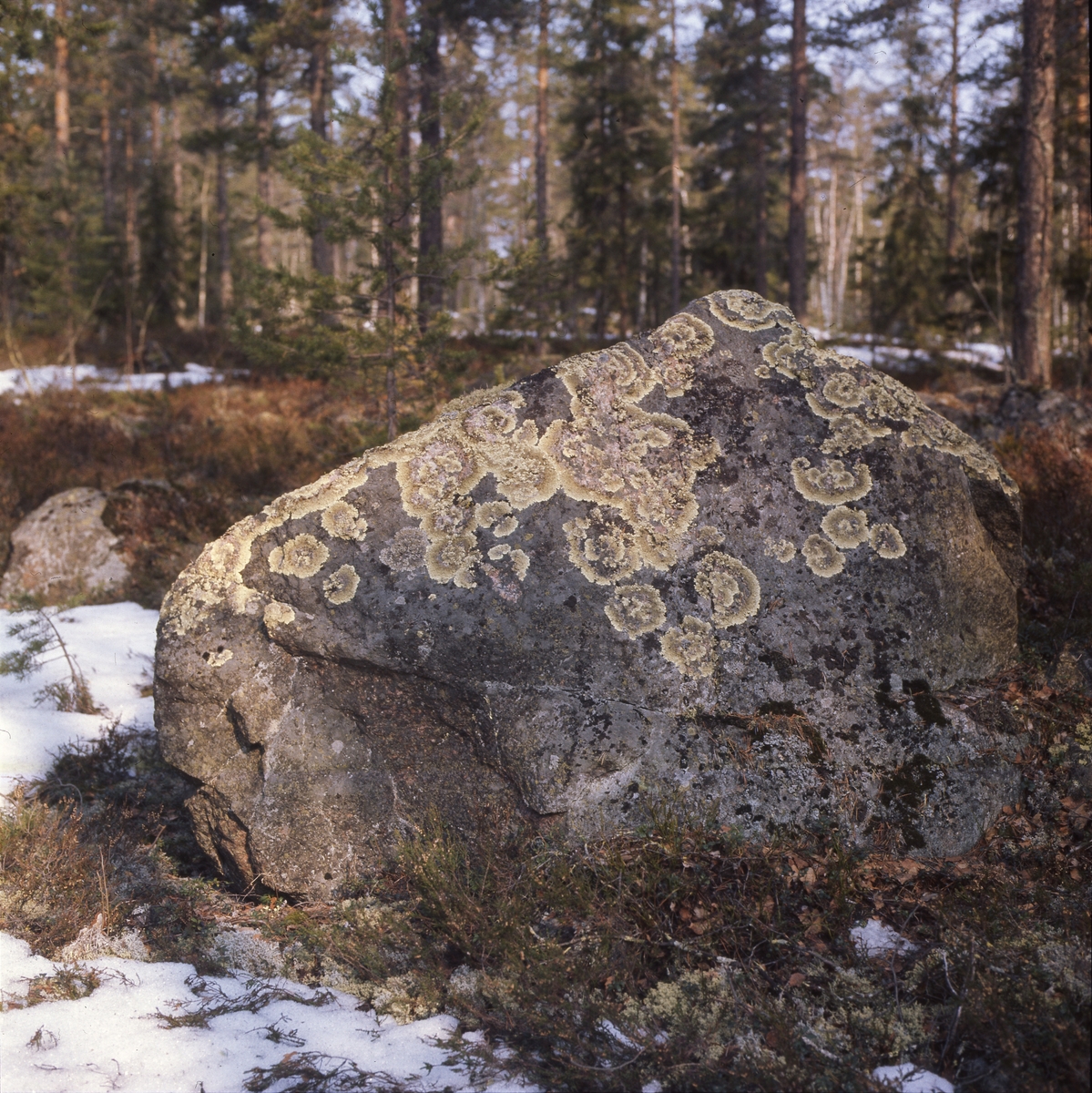 "Bautasten", stor sten med fint mönster av lavar, 1989. - Hälsinglands ...