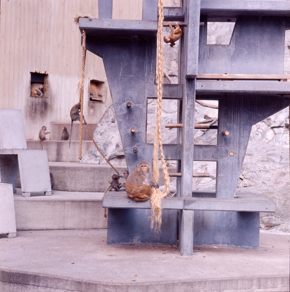 Apor på apberget på Skansen, Krabbmakaker. - Skansen / DigitaltMuseum