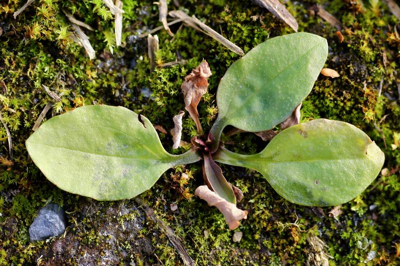 Groblad - Domkirkeodden