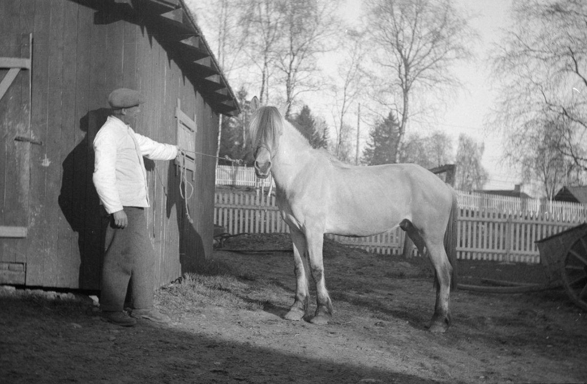 Mann med fjordhest (fjording) - Maihaugen / DigitaltMuseum