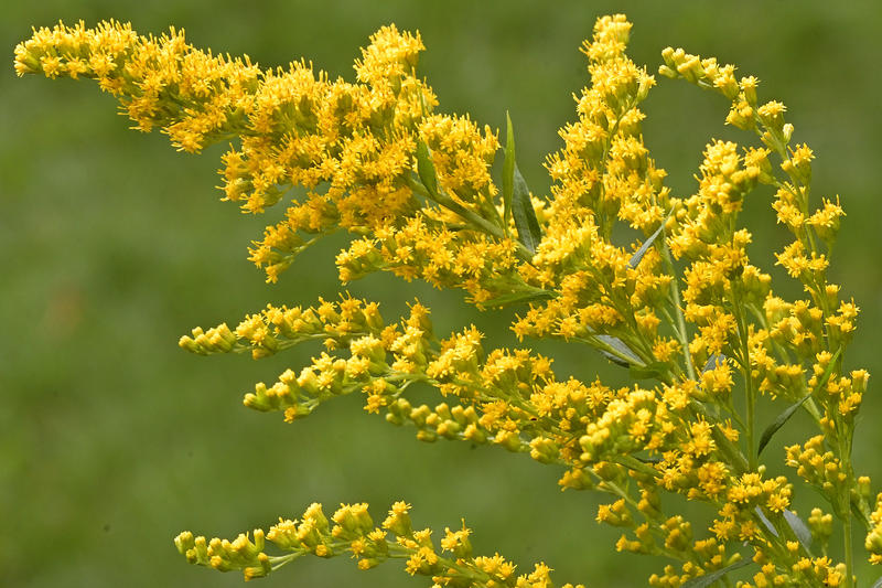 Gullris - Kanadagullris - Asker museum