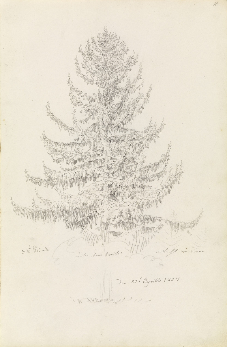 Grantre [Tegning] - Nasjonalmuseet, billedkunstsamlingene / DigitaltMuseum