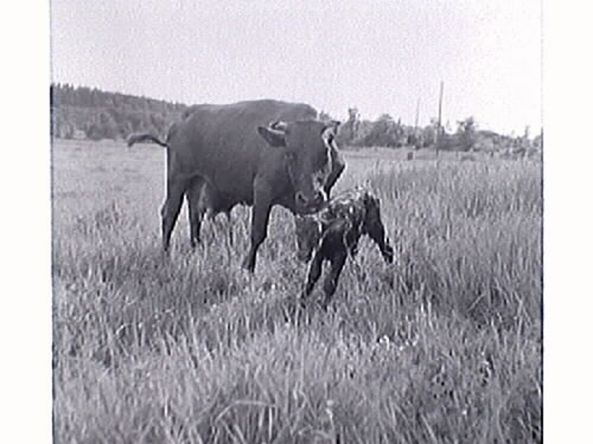 Ko med med nyfödd kalv i hagen. Under sommaren kalvade korna ute ...